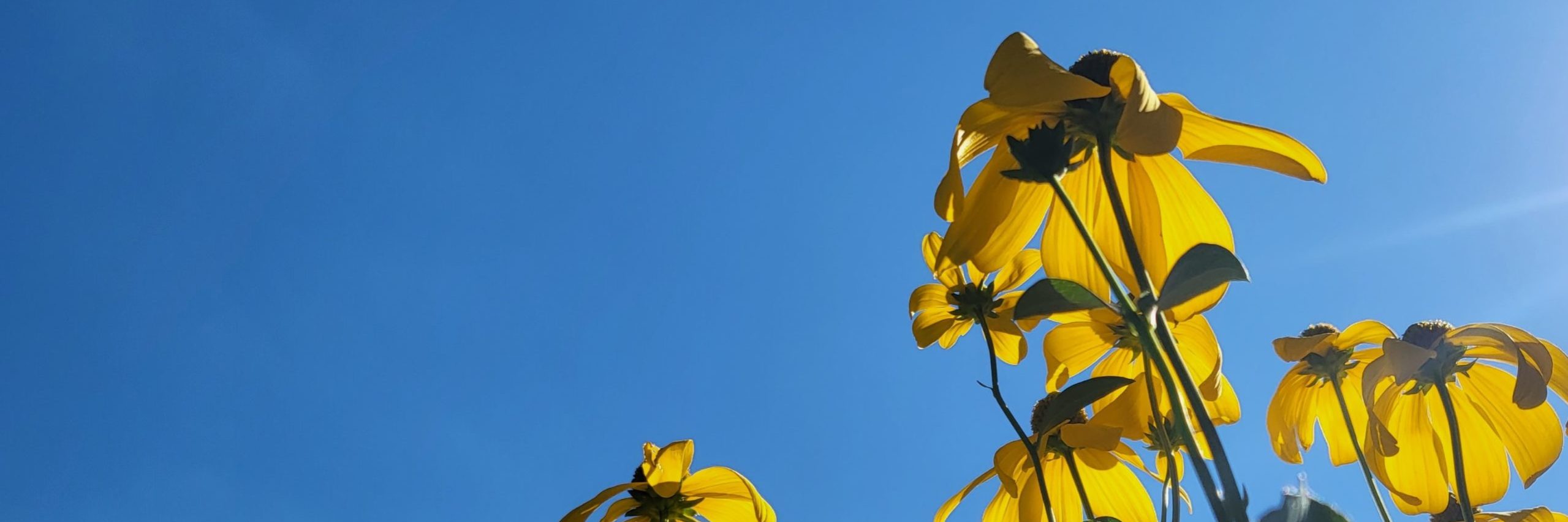 The rejuvenation of Japanese business culture (part 3) | JCO